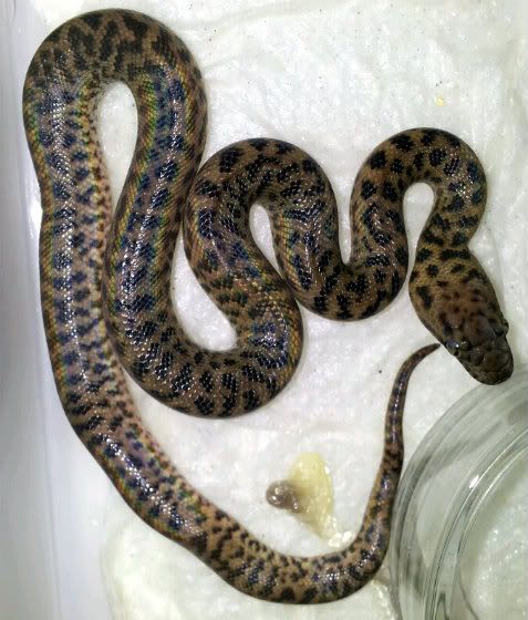 Spotted pythons after shed :) | Reptile Forums