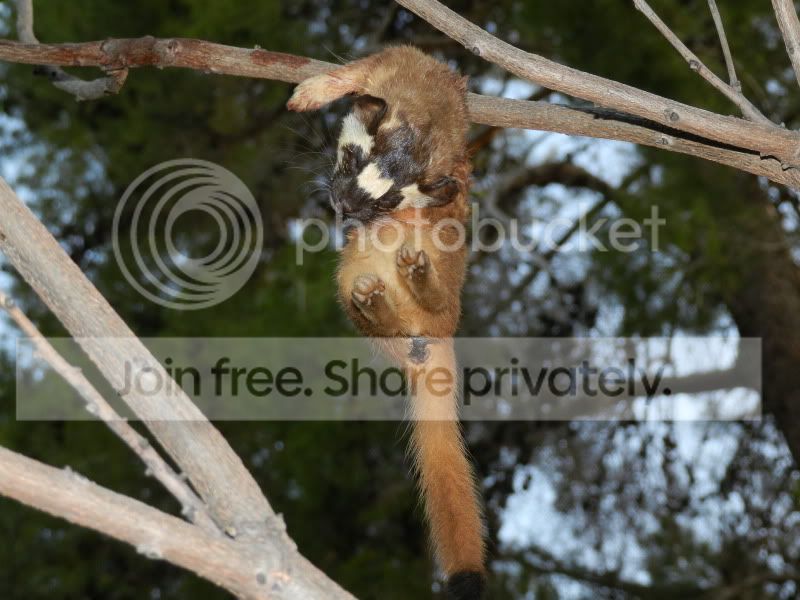 What kind of Weasel - Critter is THIS? :: SuperTopo Rock Climbing ...