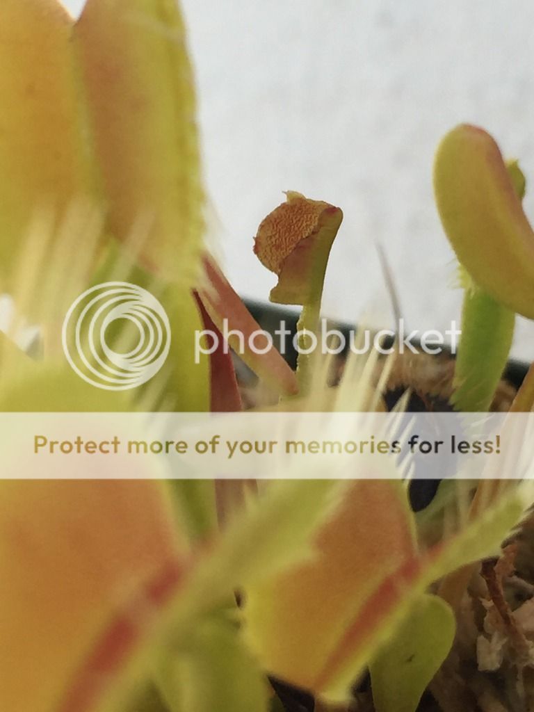 HELP!! is something eating my flytrap? what's going on? - FlyTrapCare Forums