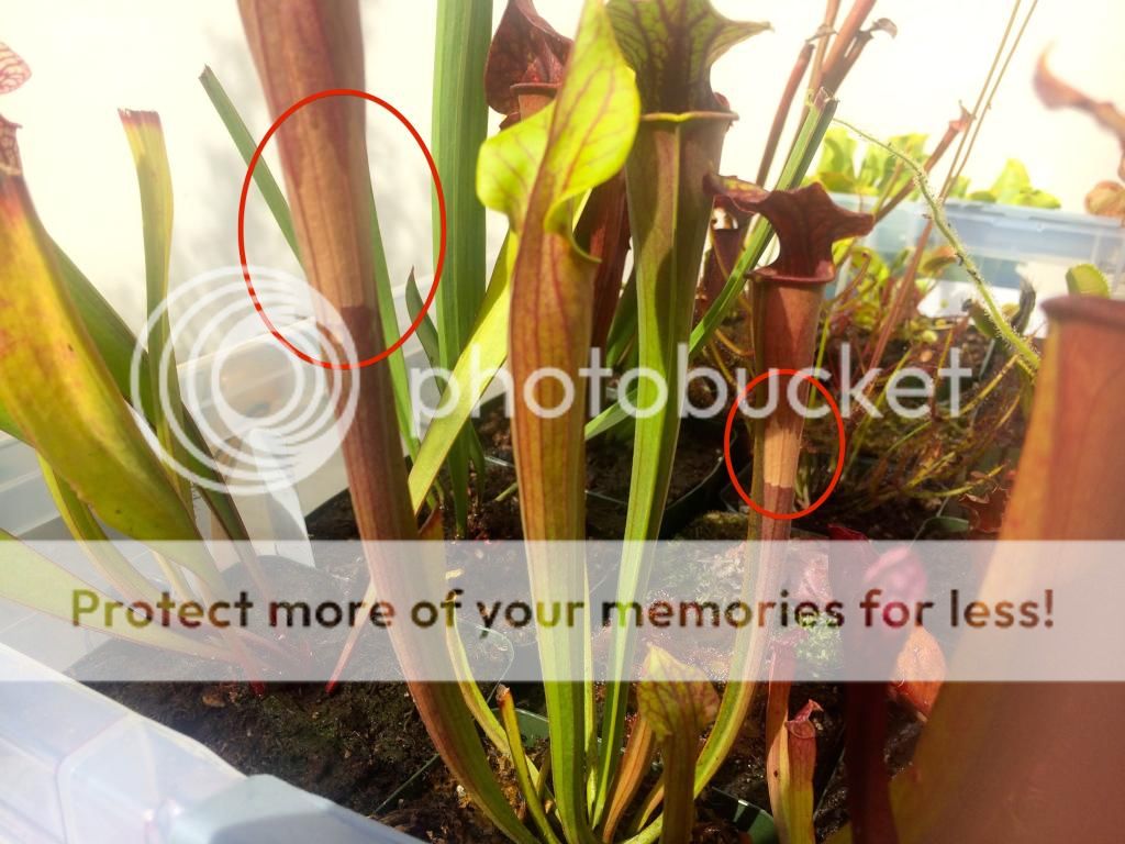 Ants invaded my grow area and lost - FlyTrapCare Forums