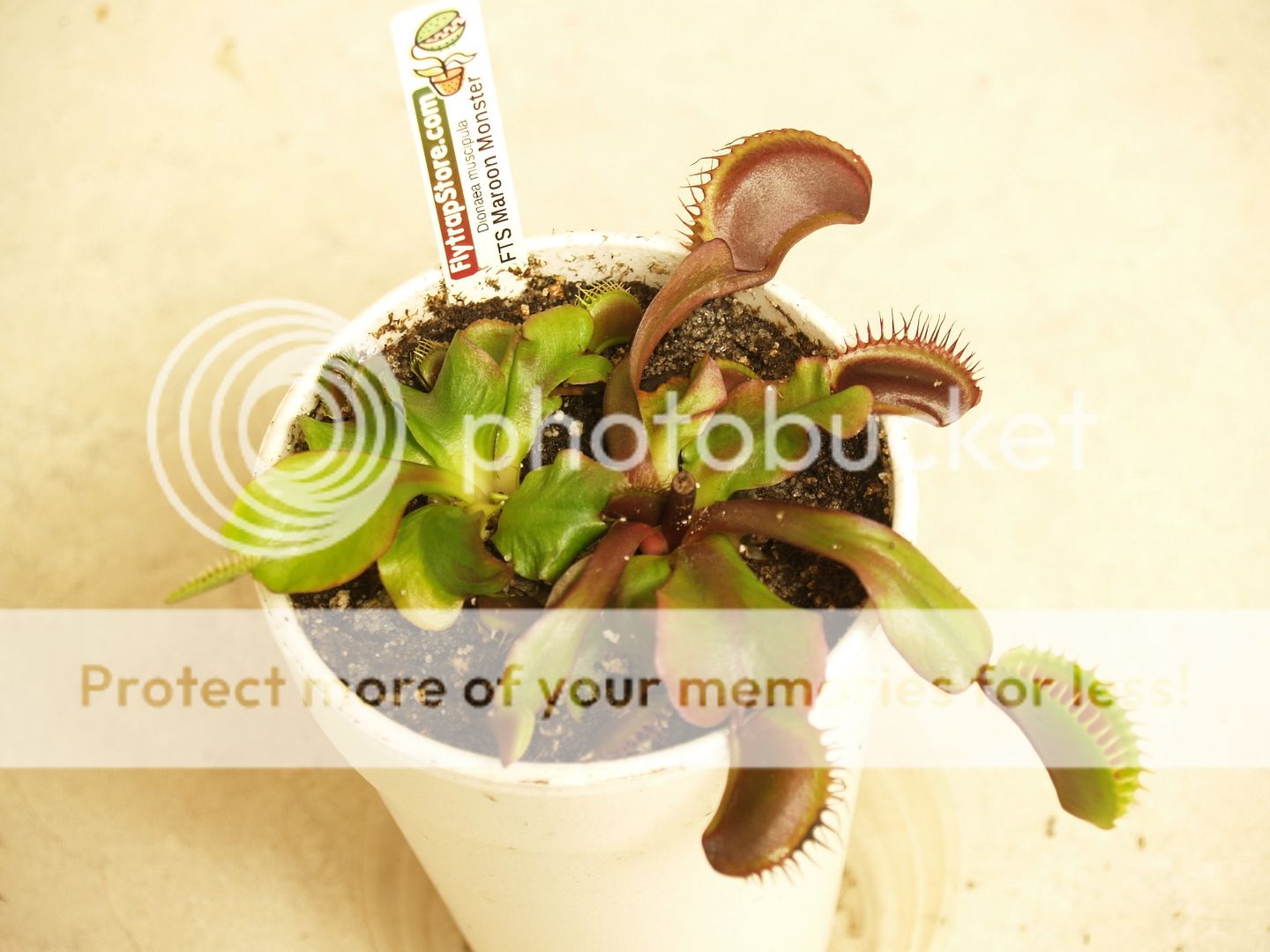 FTS never ceases to amaze me - FlyTrapCare Forums