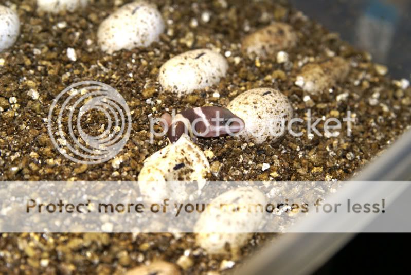 Leopard Gecko Hatching pics & video | TerraForums Venus Flytrap ...