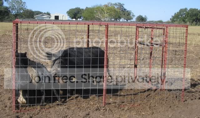 I need to make a trap that will catch more than 1 hog | CattleToday.com ...