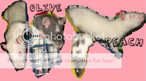 Bloating... Possible Megacolon? Need Opinions. | Rat Forum