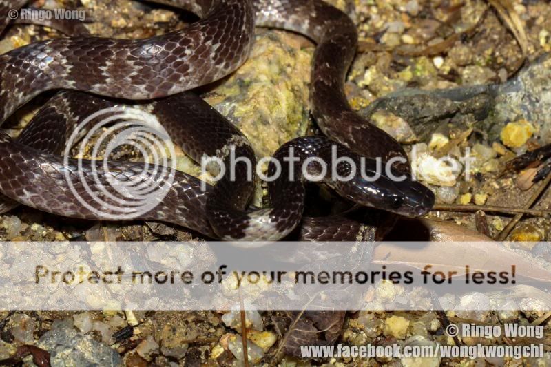 Herping in Mainland China 2012-13 - Field Herp Forum