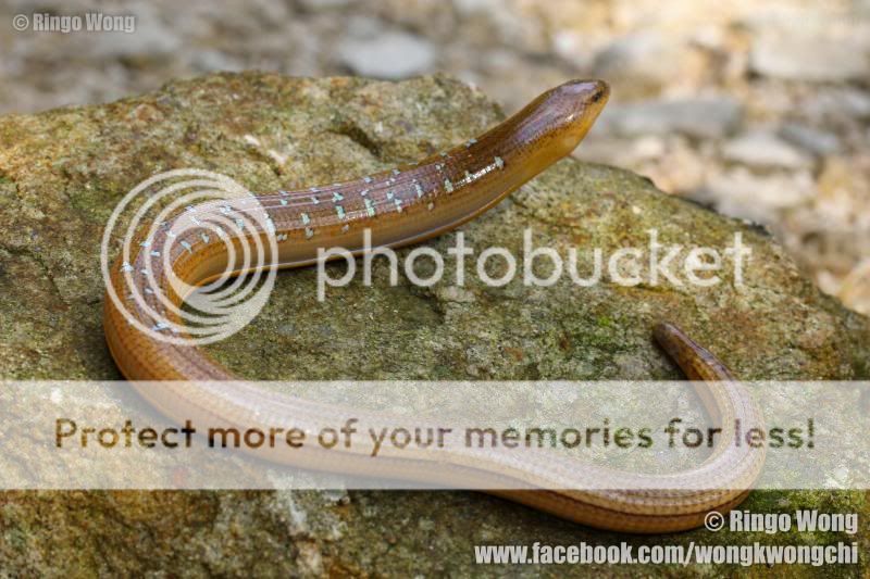 Herping in Mainland China 2012-13 - Field Herp Forum