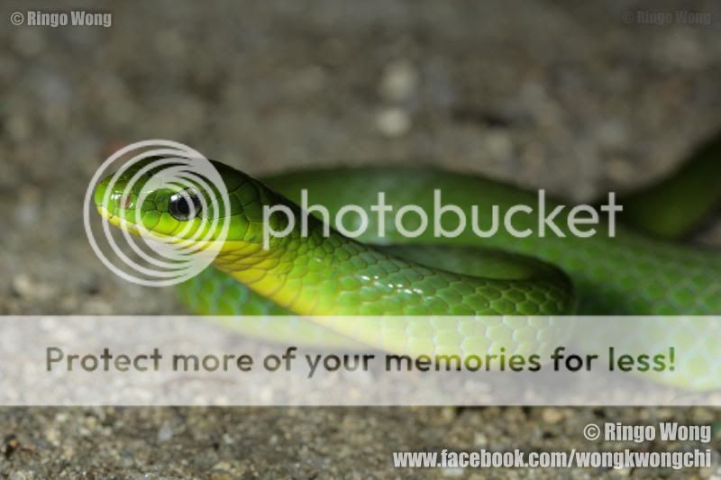 Herping in Mainland China 2012-13 - Field Herp Forum