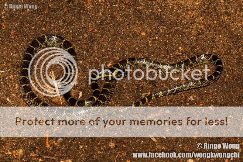 Herping in Mainland China 2012-13 - Field Herp Forum