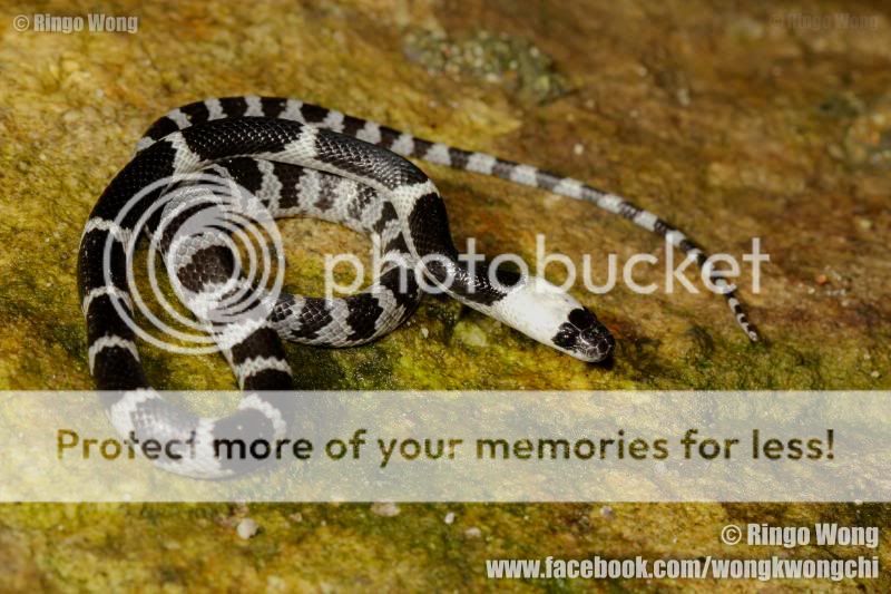 Herping in Mainland China 2012-13 - Field Herp Forum