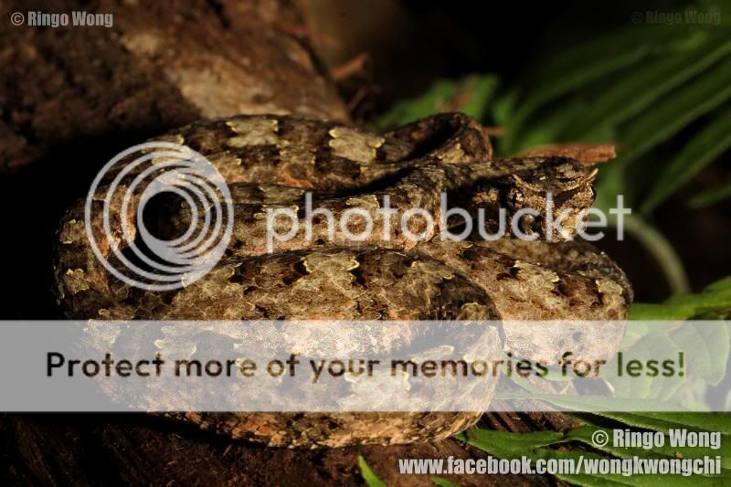 Herping in Mainland China 2012-13 - Field Herp Forum