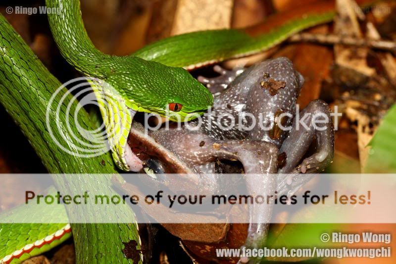 Herping in Mainland China 2012-13 - Field Herp Forum