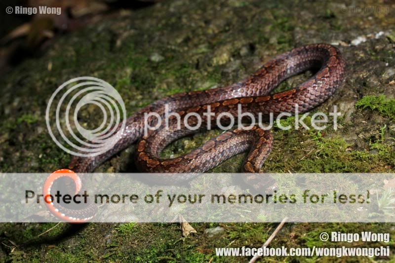 Herping in Mainland China 2012-13 - Field Herp Forum