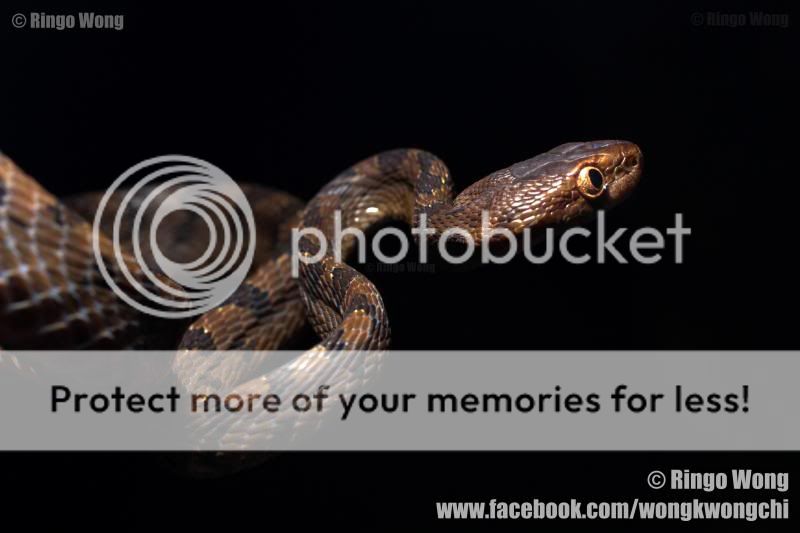 Herping in Mainland China 2012-13 - Field Herp Forum