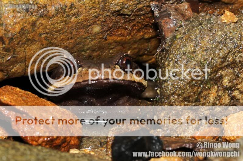 Herping in Mainland China 2012-13 - Field Herp Forum