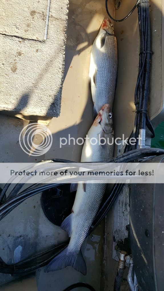 White fish starter | Channel 6-8