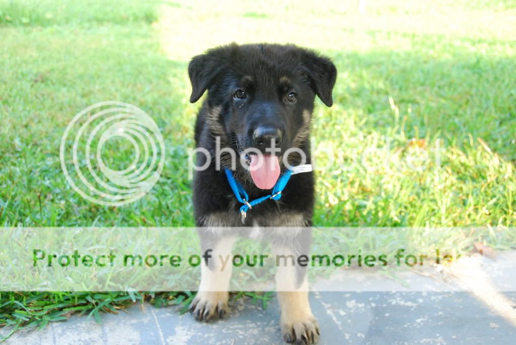 "fatty" lump on GSD belly | German Shepherds Forum