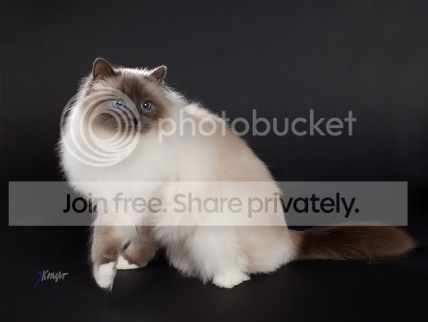 Kongro før og nu billeder - Foto og video - katte - Kattegale