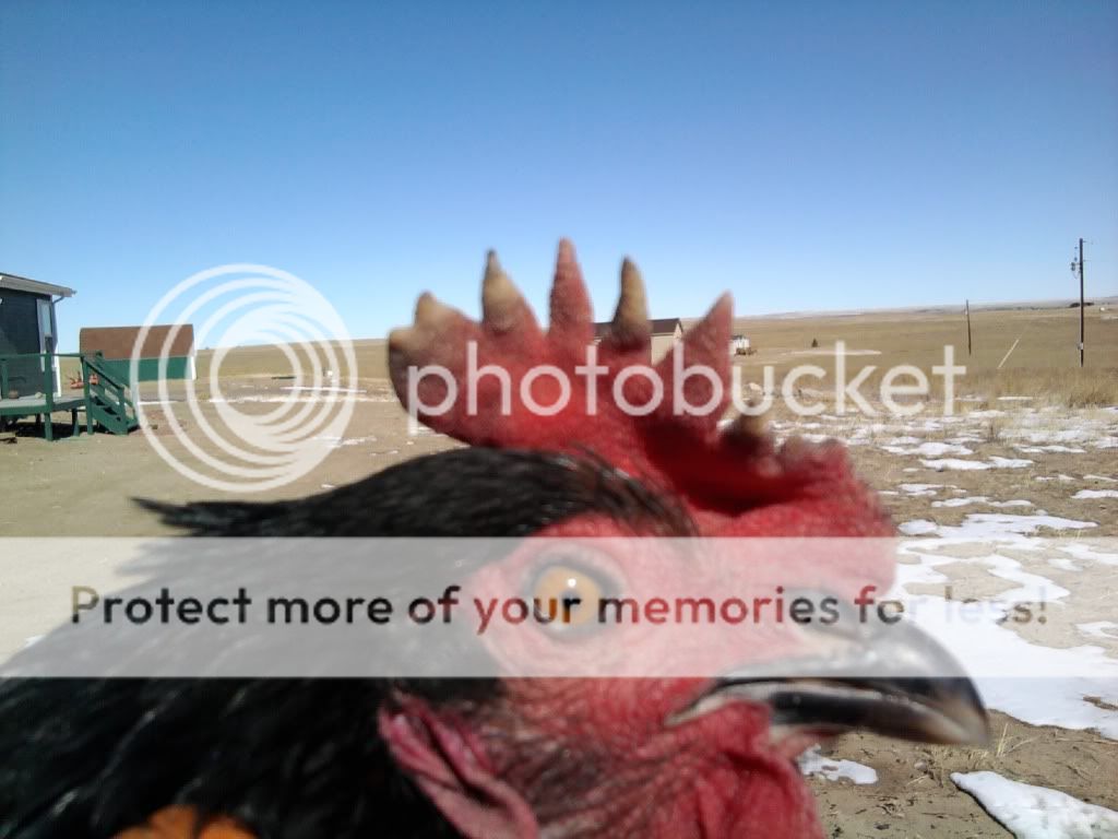 Comb issues - Favus? Something else? Picture heavy | BackYard Chickens ...