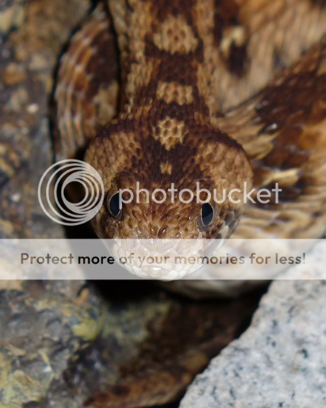 Echis ocellatus - Alchetron, The Free Social Encyclopedia