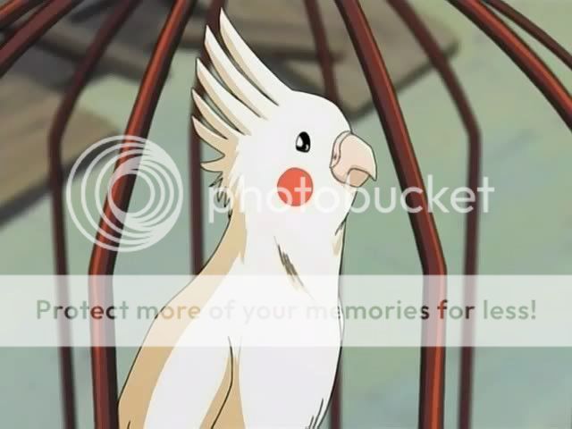 Cockatiels in Anime!: cockatiels — LiveJournal