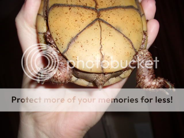 found box turtle bleeding!! my first injury | Tortoise Forum