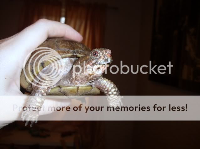 found box turtle bleeding!! my first injury | Tortoise Forum