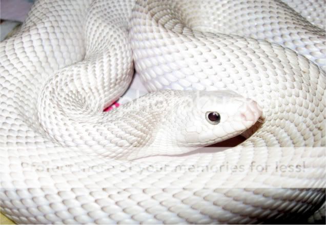 leucistic pine snake | Reptile Forums