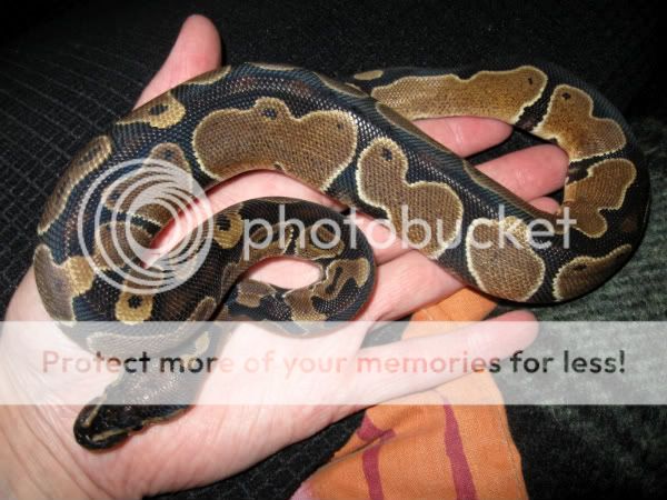 Genetic black back ball python | Reptile Forums