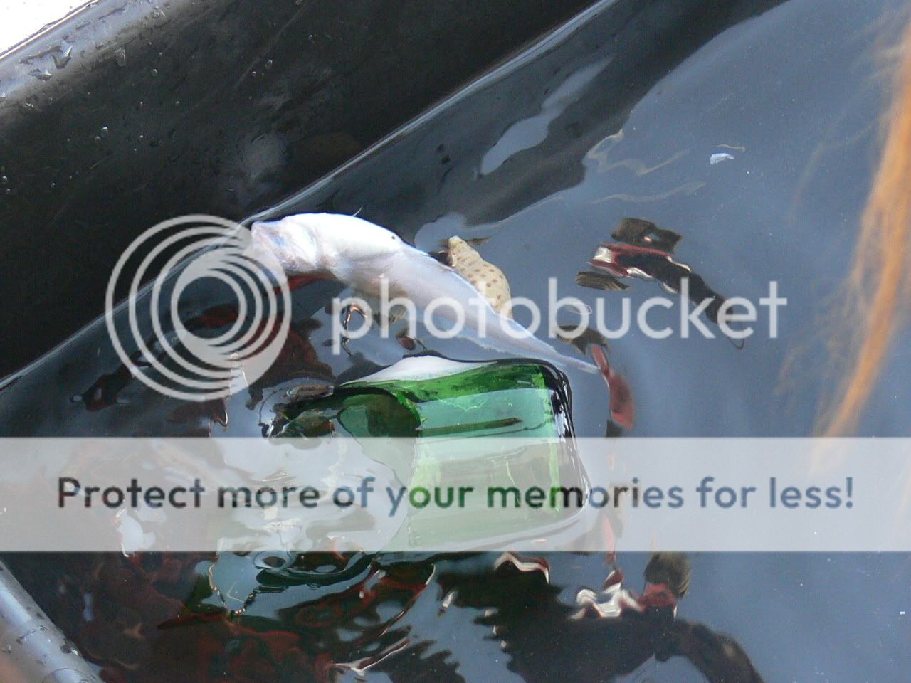 A WNY Marine Biologist's Travails in Florida: Ahhh, the trip.