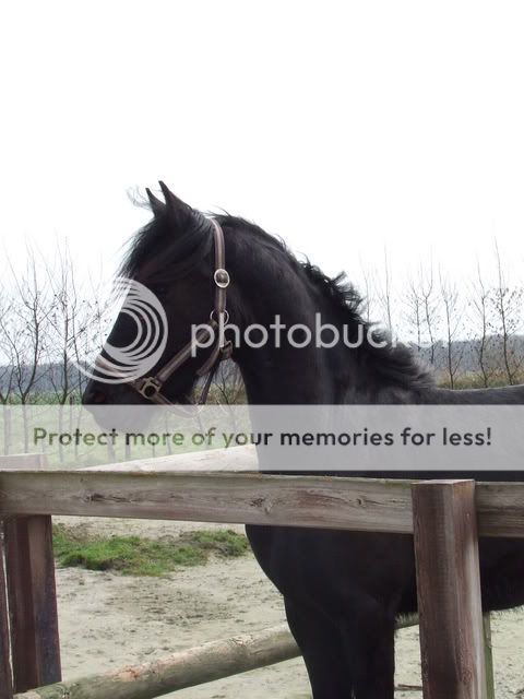 Nakomelingen van friese hengst Dries 421 • Bokt.nl