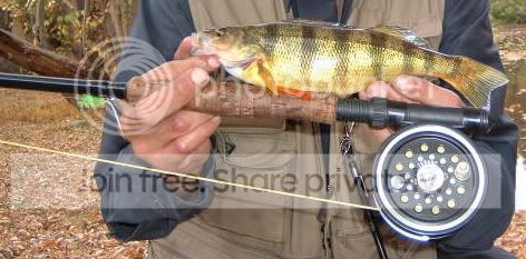 yellow perch? - The Classic Fly Rod Forum