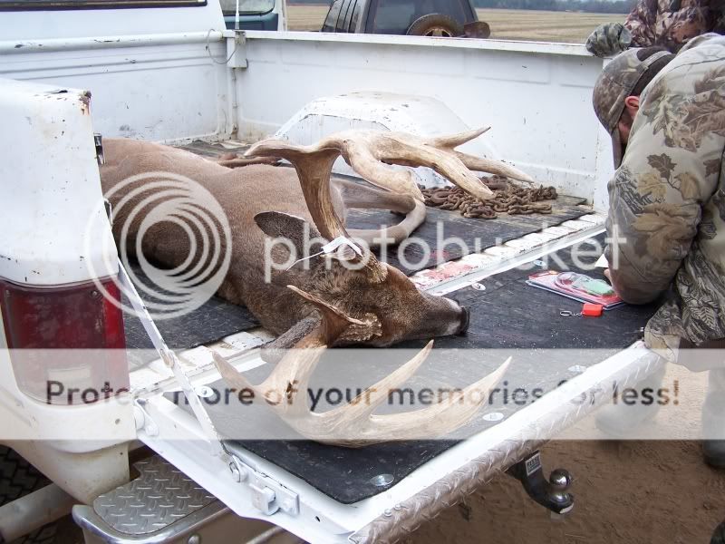 cache river buck | Arkansas Hunting