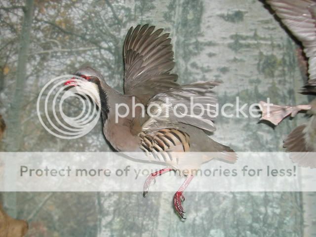 hun partidge mount need price | New Jersey Hunters