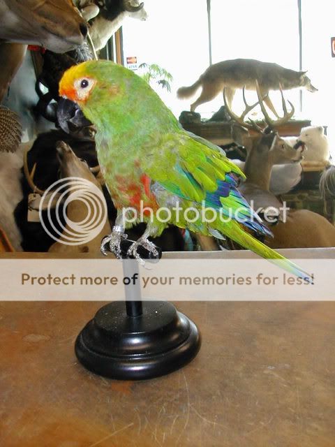 Conor the bird is ready to go home also (pic) | New Jersey Hunters