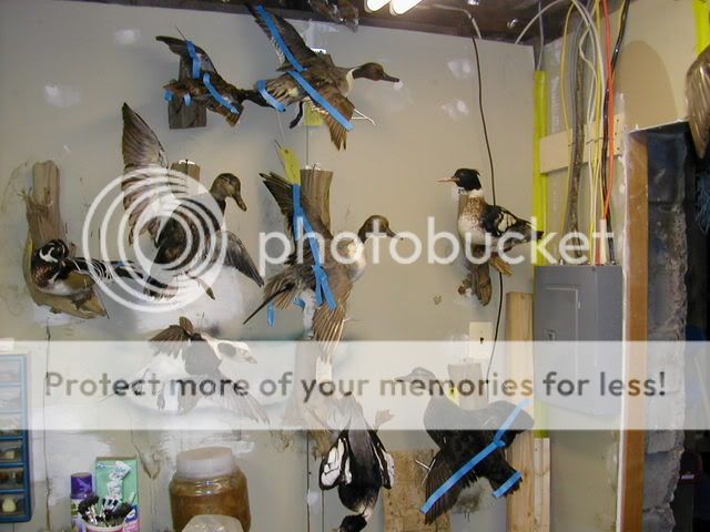 A wall of duck mounts drying. (pic) | New Jersey Hunters