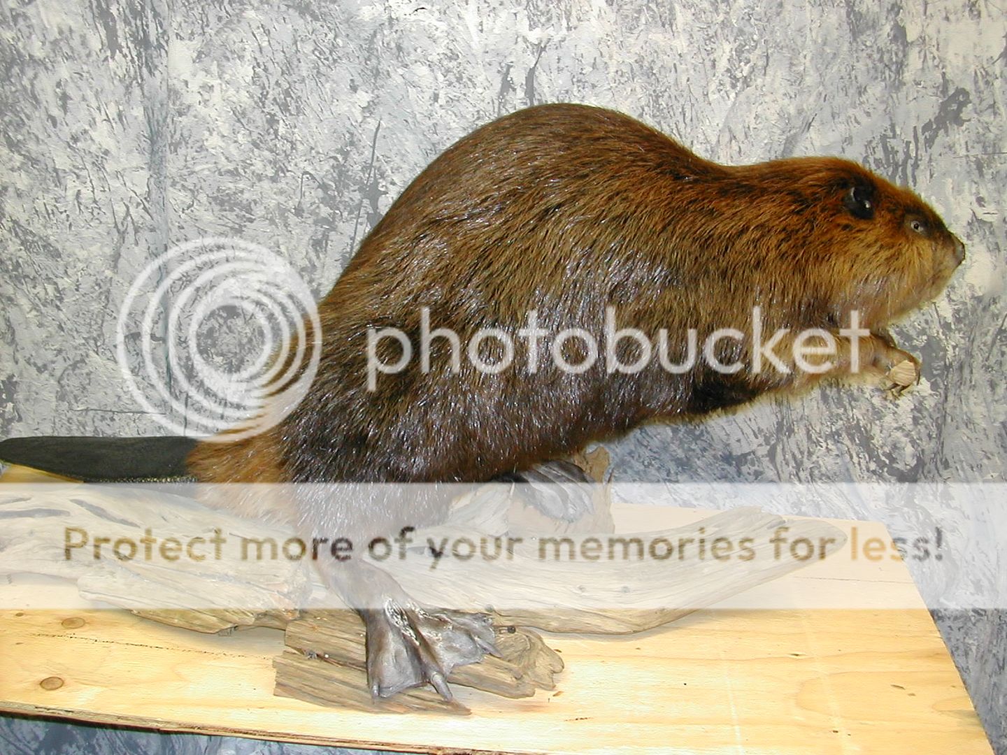 Care of Small mammals for the taxidermist. How to | Page 2 | New Jersey ...