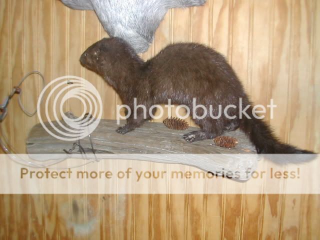 mink mount pricing | New Jersey Hunters