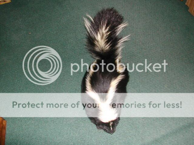 Common Skunk mount (pic) | New Jersey Hunters