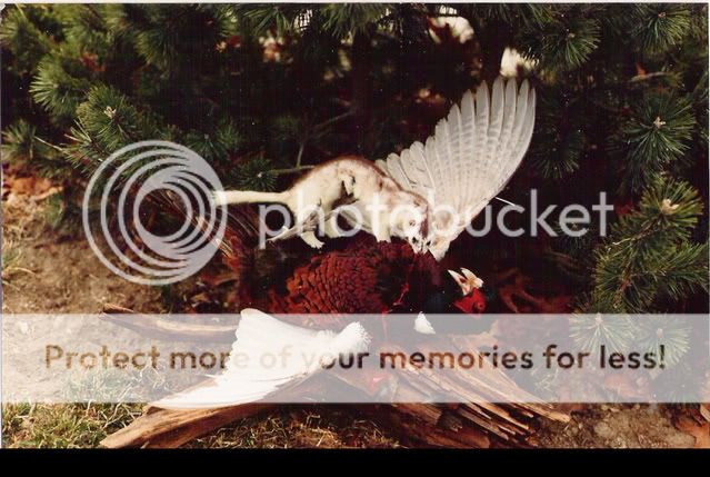 Wild ferrets in new jersey?? | New Jersey Hunters