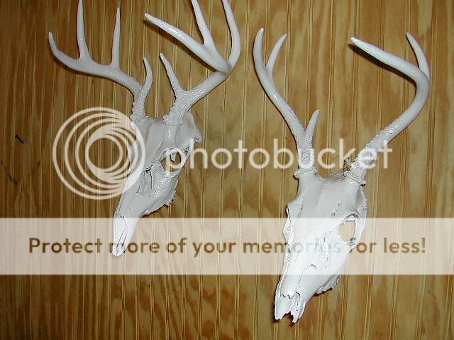 Removing old deer hair from a skull? | New Jersey Hunters