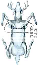 Care of a horned animal (deer) for a taxidermist .How to | New Jersey ...